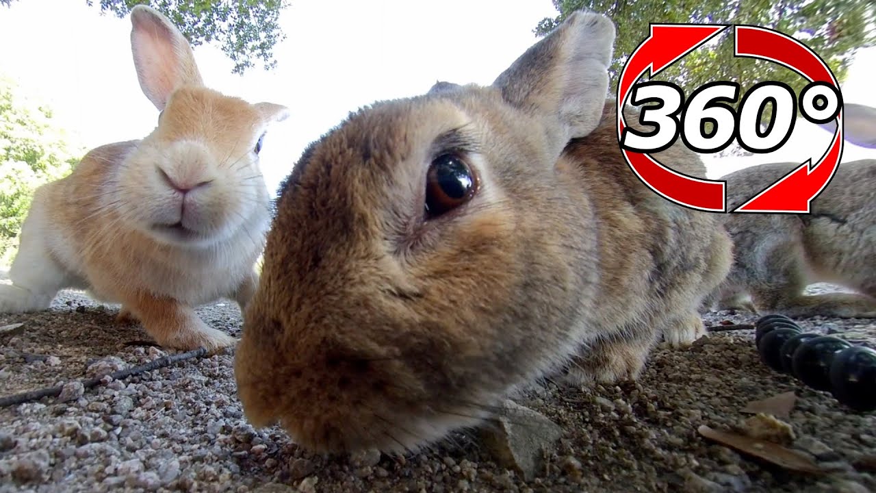 VR 360° | Super close! Close-up on the rabbits! - YouTube