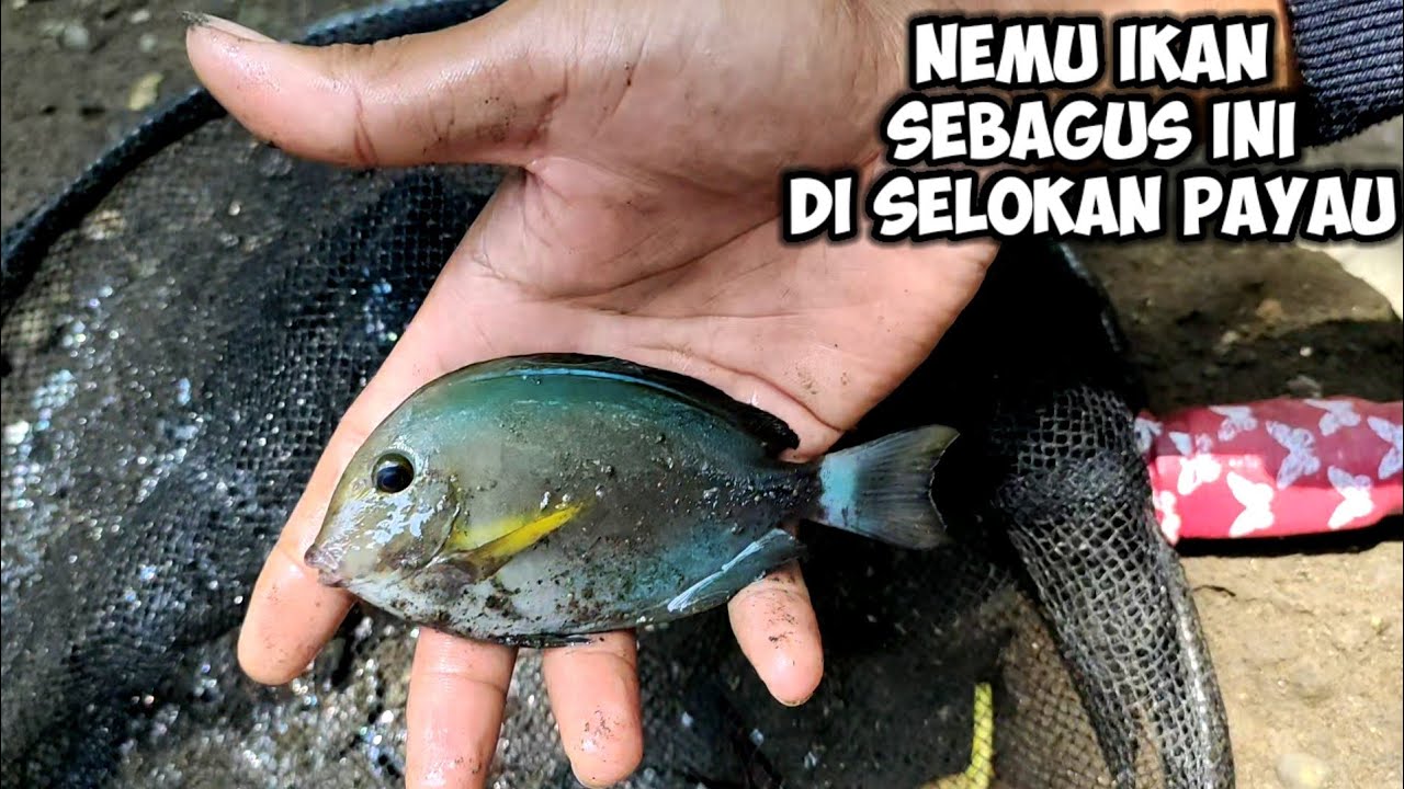AKU NEMU IKAN CANTIK INI DI SELOKAN DEKAT PANTAI LANGSUNG AKU PELIHARA ...