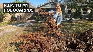 The Truth About My Dead Podocarpus Hedge 😞