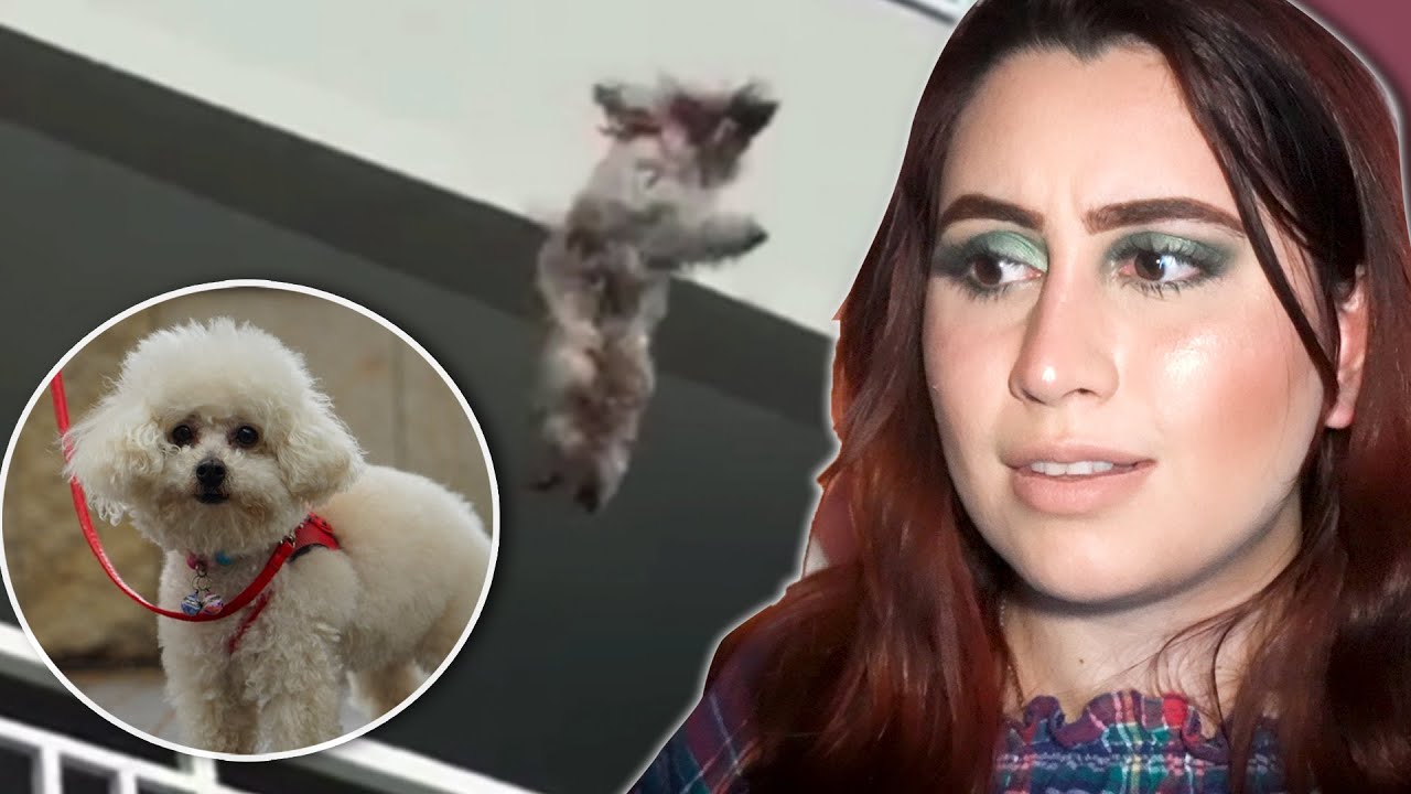 DEATH BY POODLE - the small dog that killed 3 people - YouTube