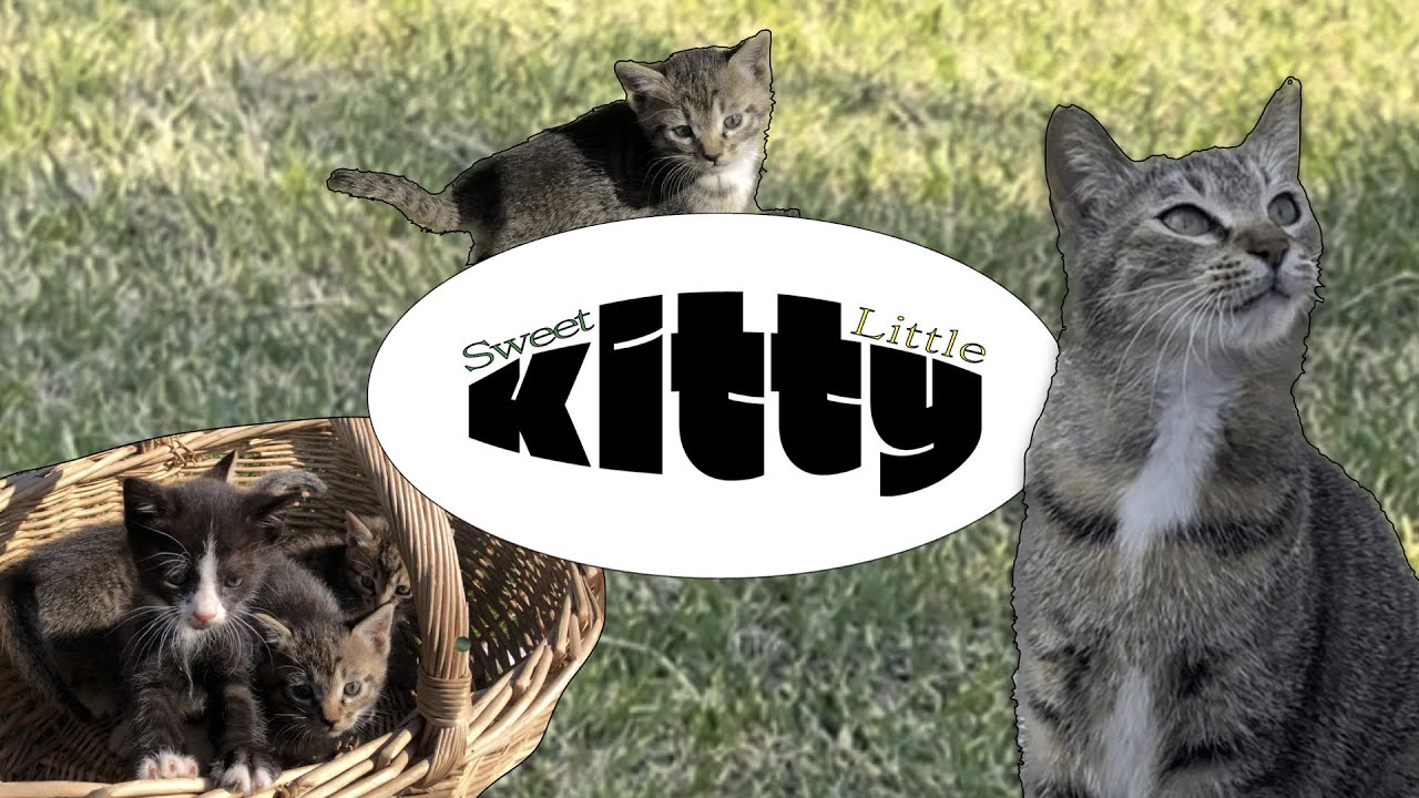 (Eng) Vlog 스트릿냥 이렇게 귀여워도 되나요.. 고양이들과 피크닉 즐기기 Sweet little kitty - YouTube