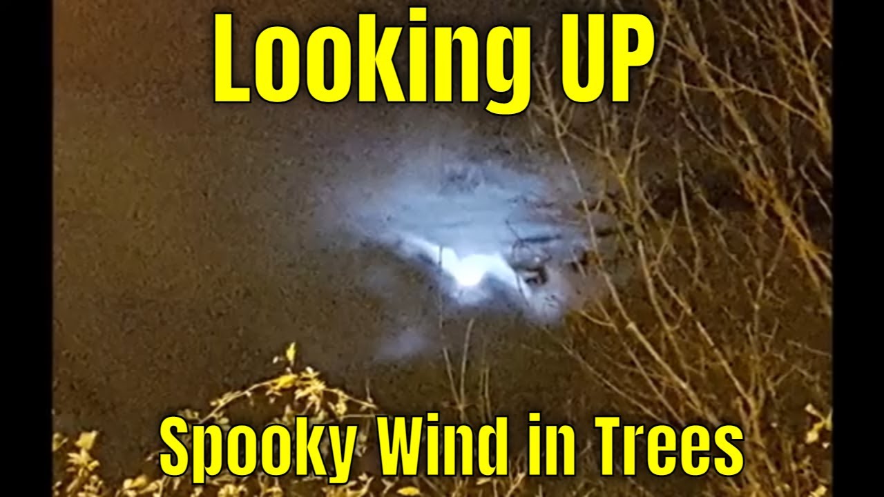 Looking UP - Spooky Wind in Trees - YouTube