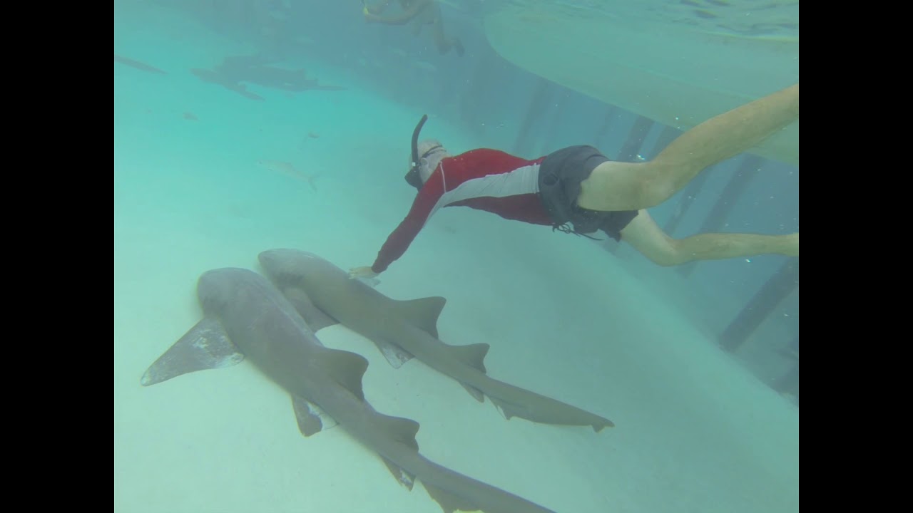 Compass Cay, Exumas, Bahamas - YouTube