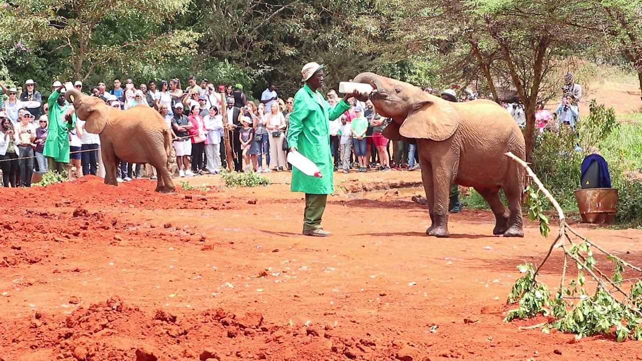 Baby elephant growl - YouTube