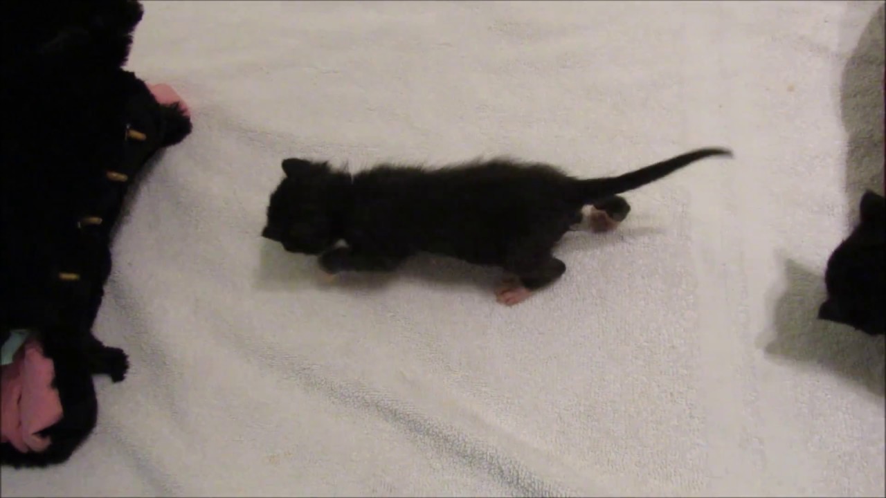 Learning the Surro-Kitty® - YouTube