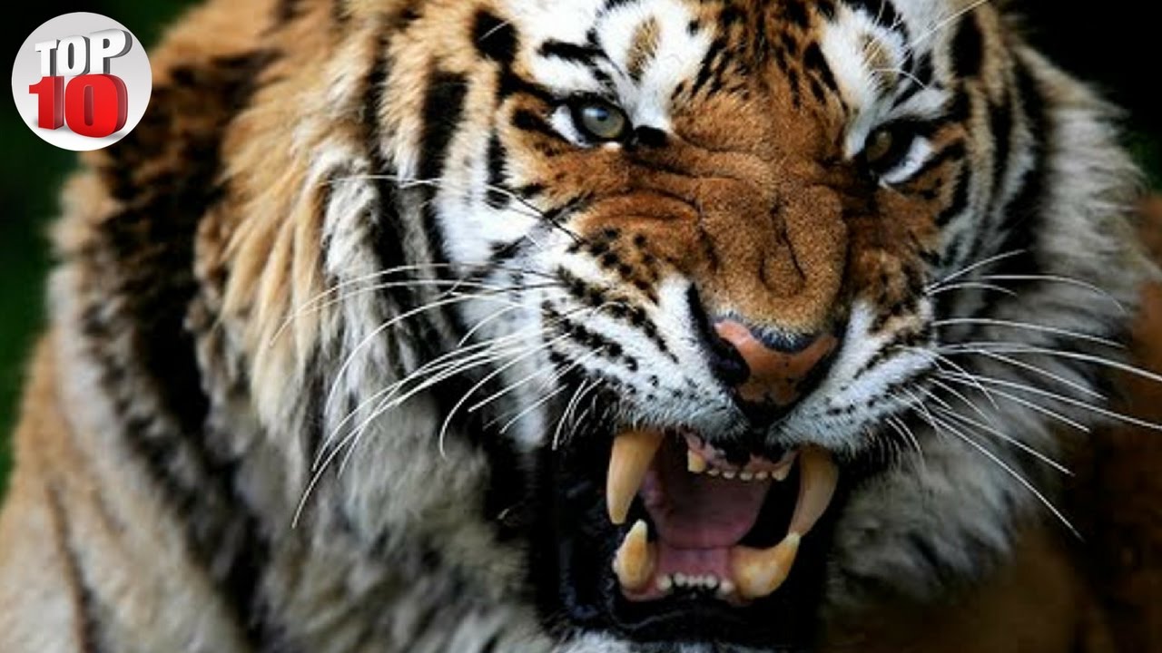 Top 10 Strongest Bites In The Animal Kingdom - YouTube