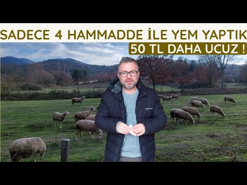 KOYUNLARA KEÇİLERE YEM YAPMAK KENDİ YEMİNİ KENDİN YAP !