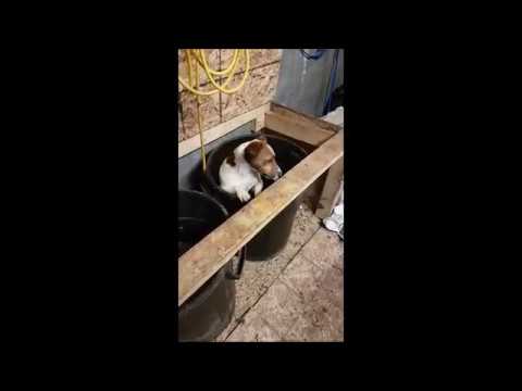 Jack Russell Terrier Rat Hunting - YouTube