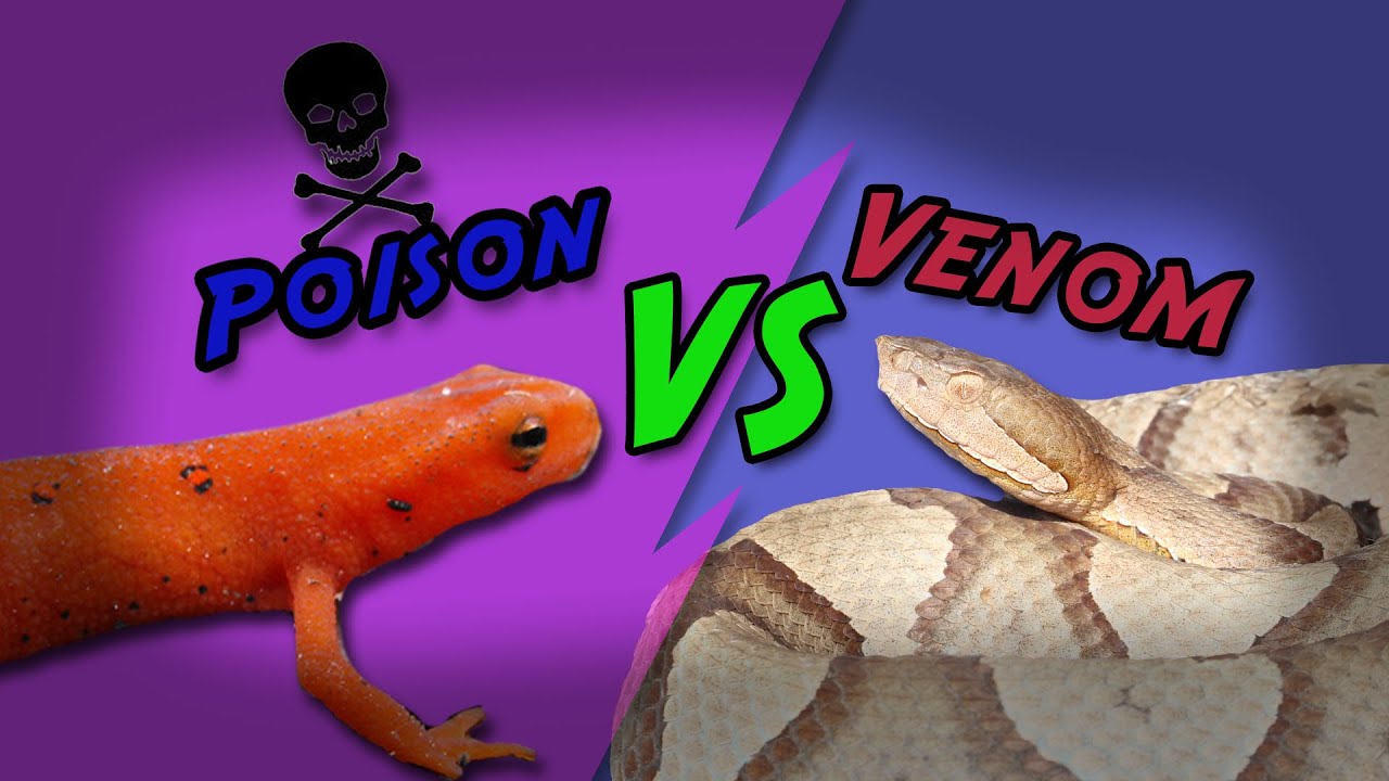 Catching Creation -- Poison Vs Venom - YouTube