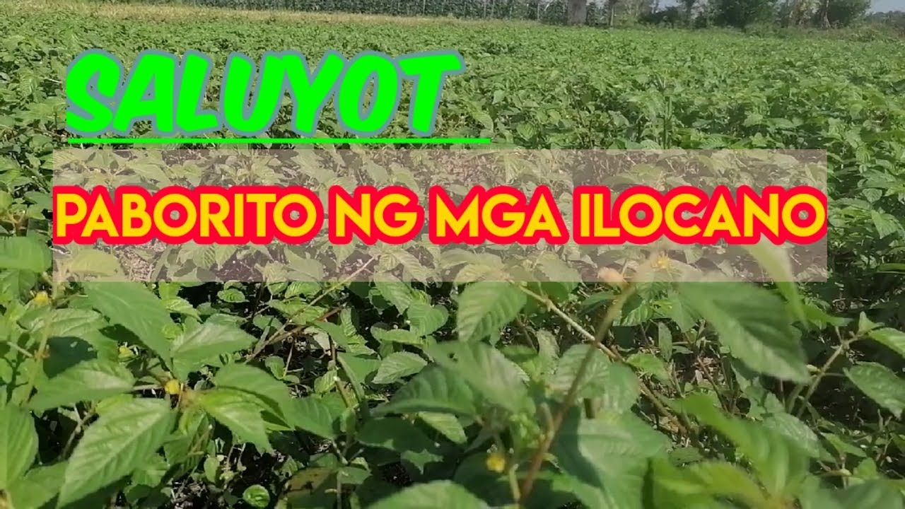 SALUYUT FARMING - JUTE - FAVORITE VEGETABLE OF ILOCANO #food - YouTube