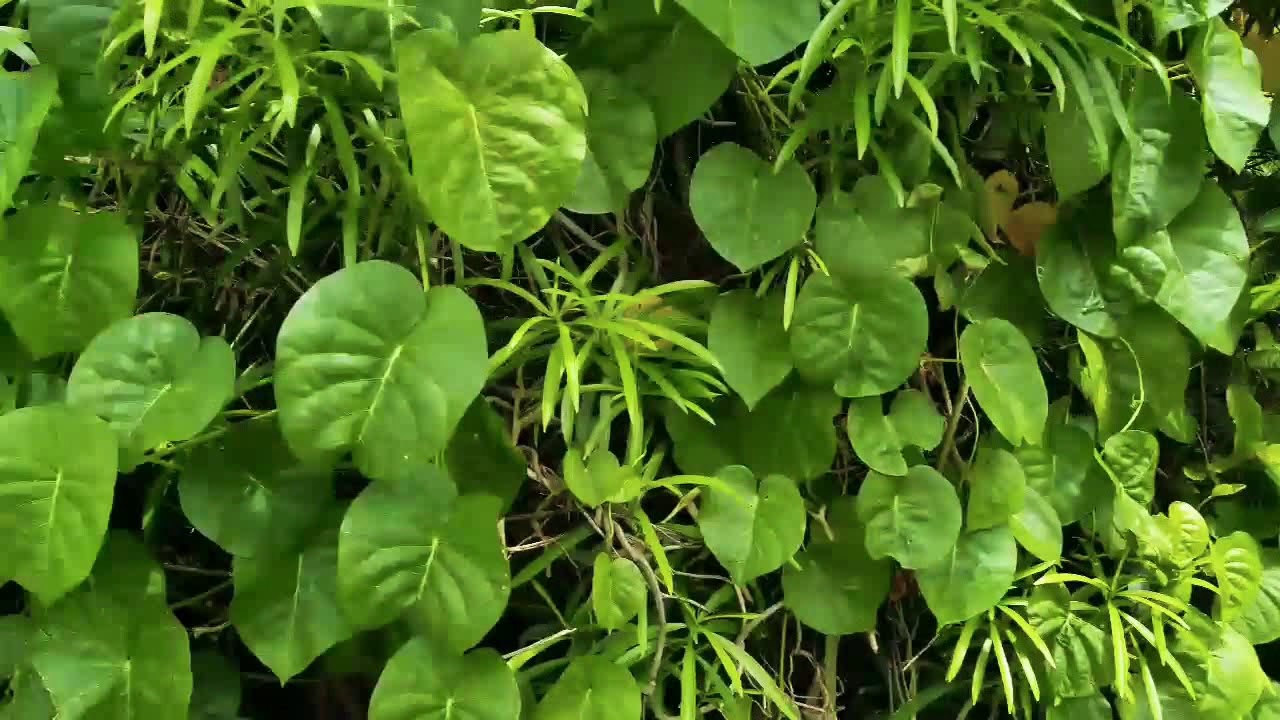 Elvin Polanco Vacaciones Cancun Mexico Riviera Maya 2017 HD - YouTube