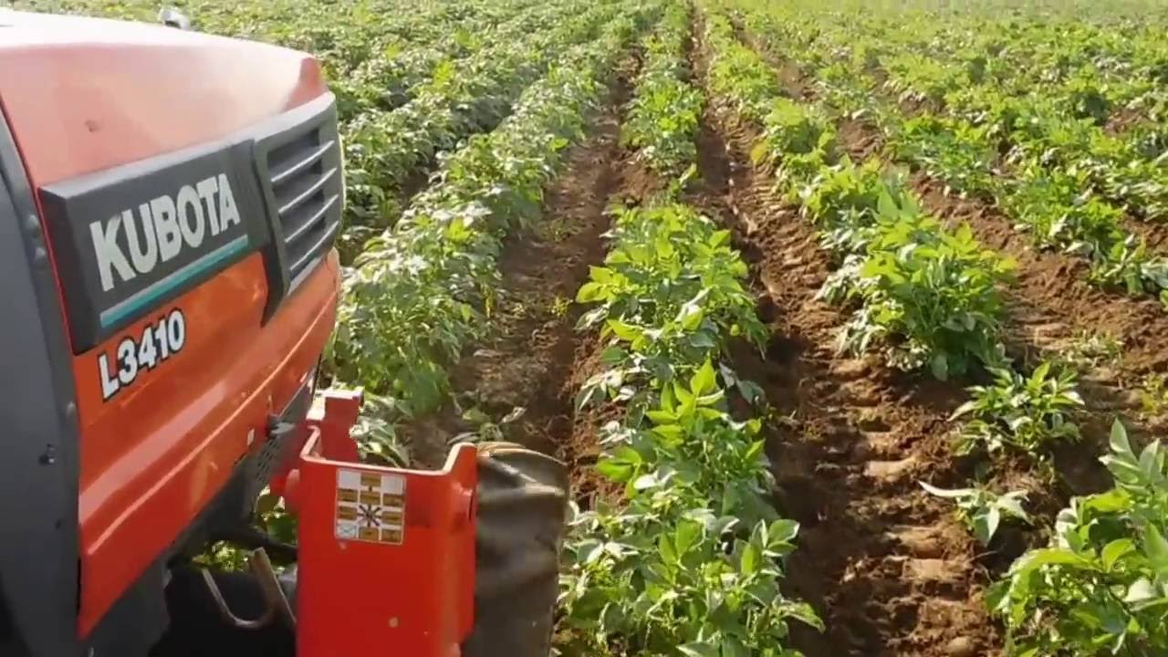 Hilling potatoes with a home made hiller - YouTube