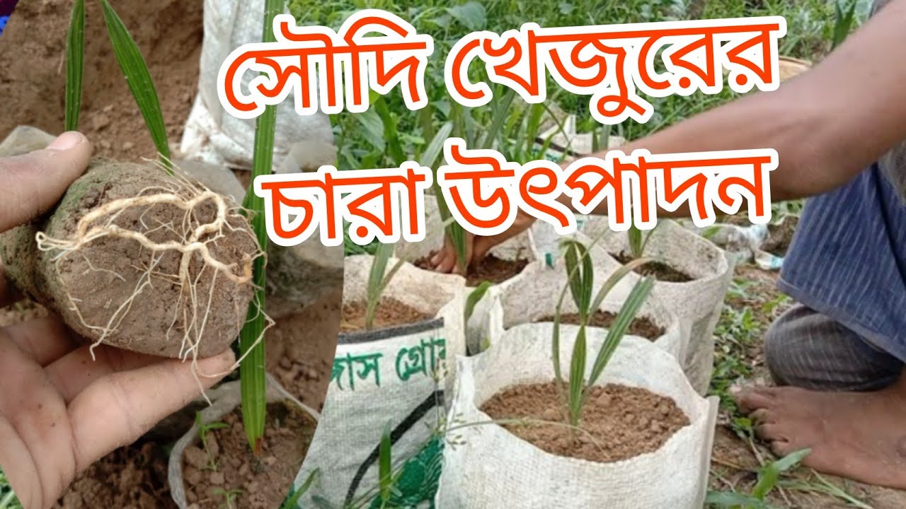 সৌদি খেজুরের চারা উৎপাদনের সঠিক নিয়ম ও প্রক্রিয়া। Sayed Agro BD - YouTube