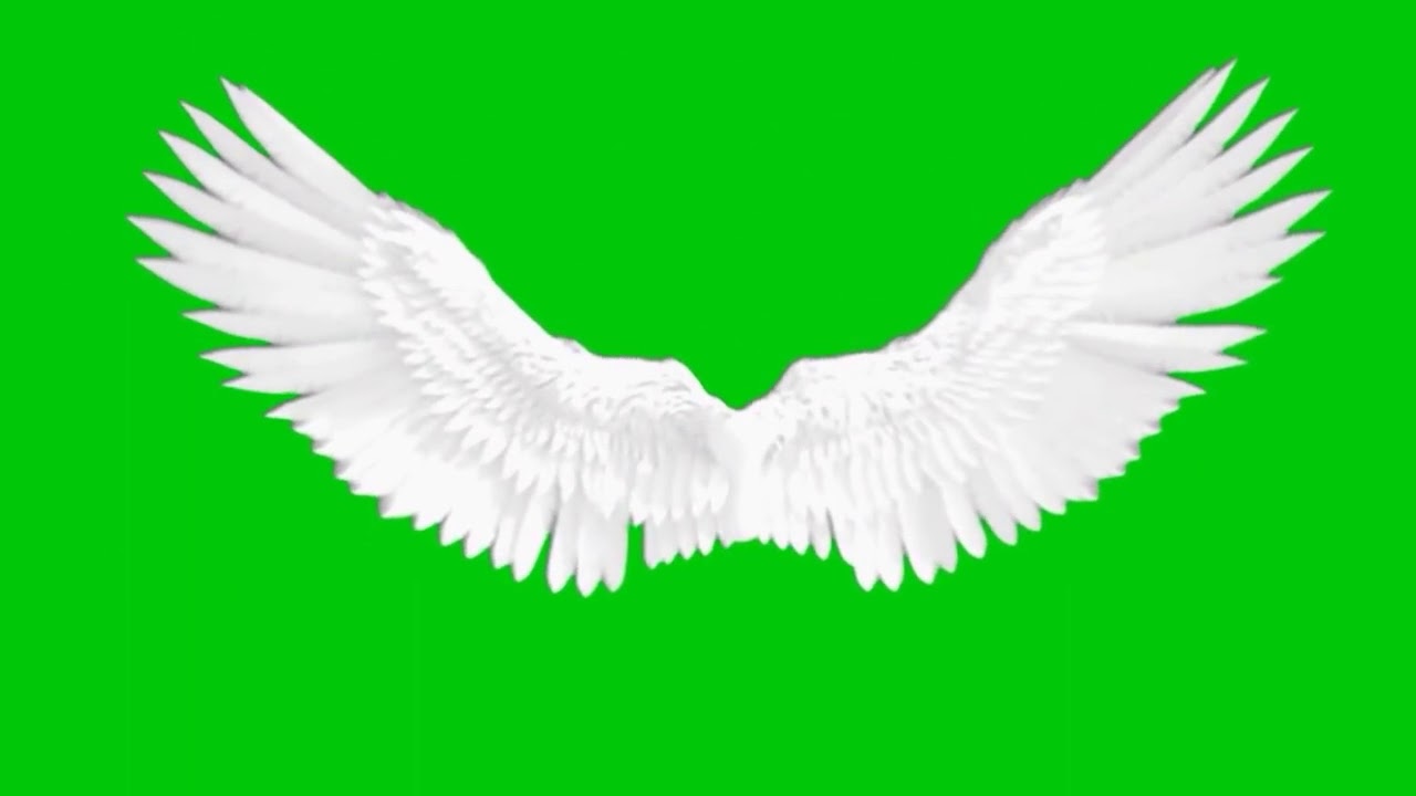 Angel Wings green screen: Cánh thiên thần trên phông xanh - YouTube