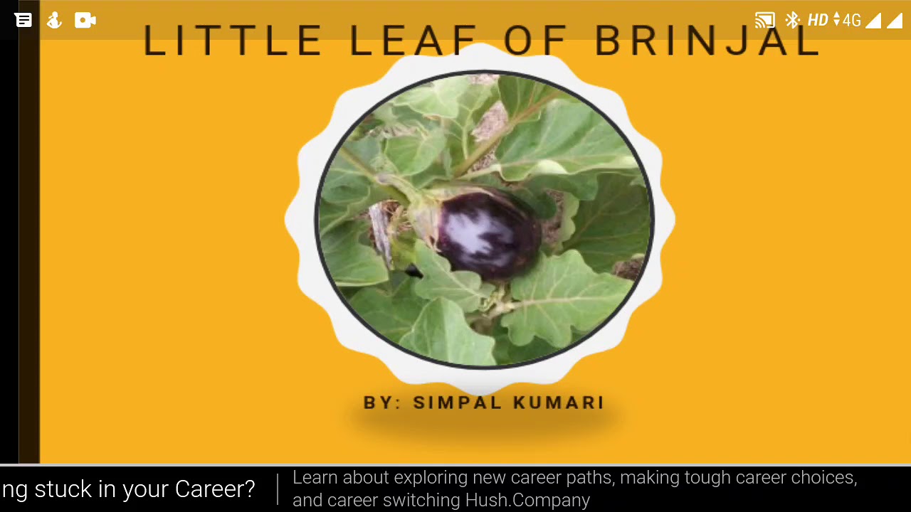 Little leaf of brinjal//disease cycle, symptoms,and control of pathogen ...