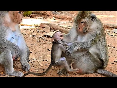 Обезьяна и её прилипчивый малыш - YouTube