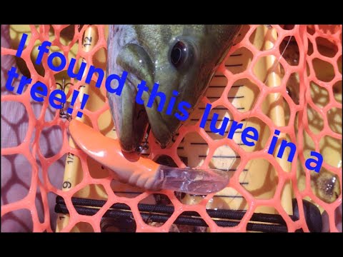 "Lost & Found" Edition!!! Never know what kind of lures you'll find in ...