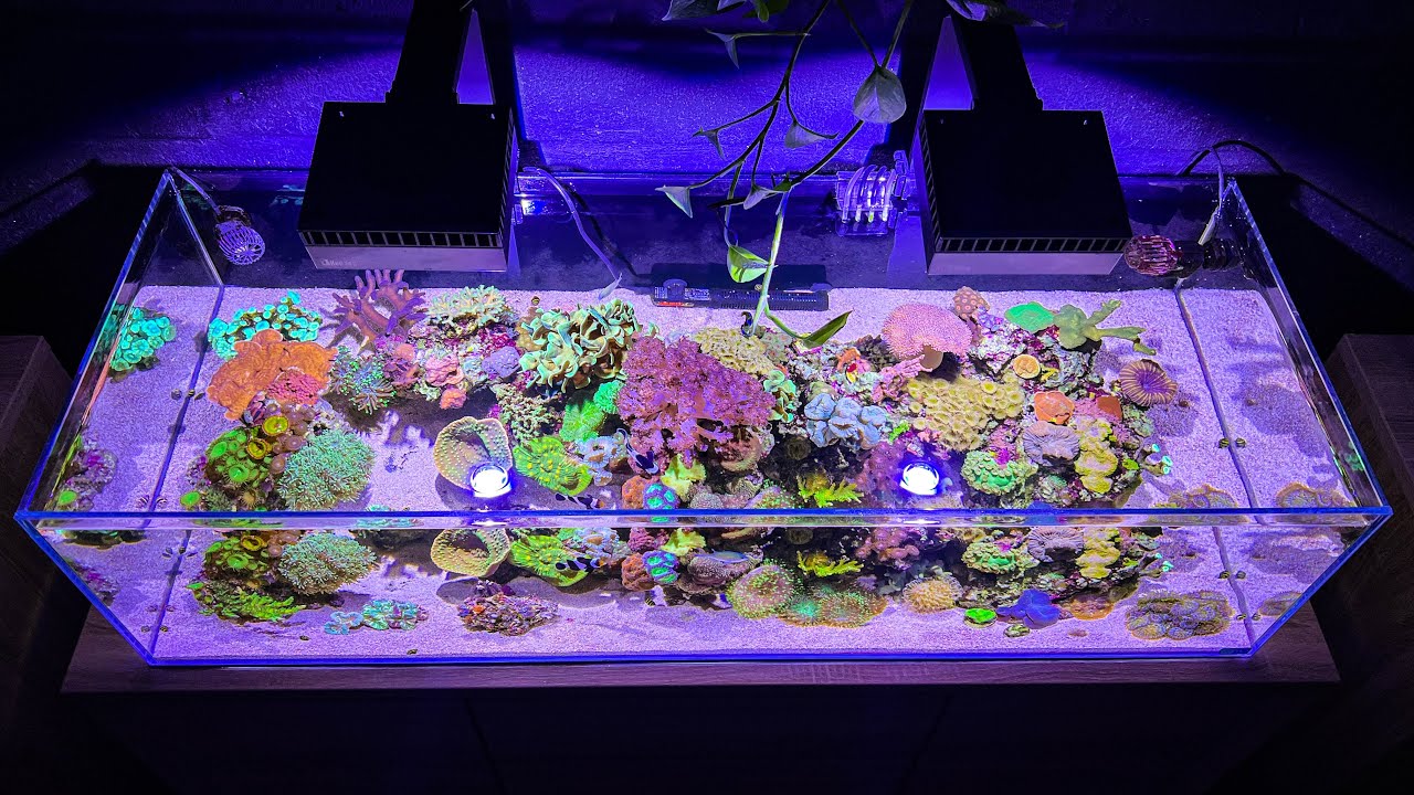 What’s Happening in the 40 Gallon Shallow Reef Tank? - YouTube