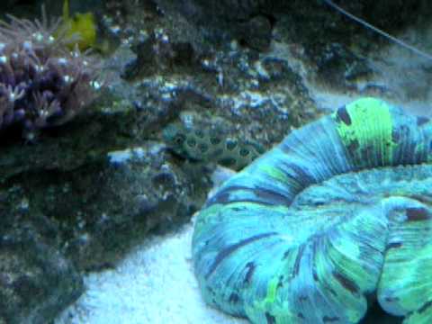 Tank Raised Target Mandarin Goby - YouTube