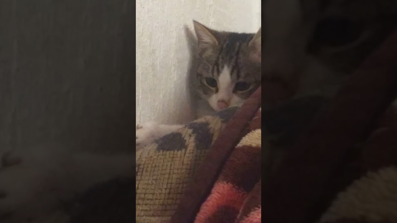 Baby michi - YouTube