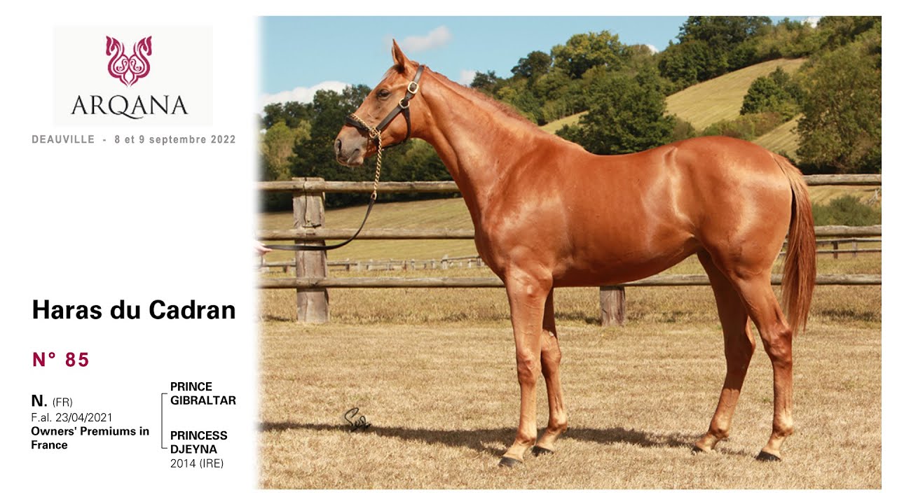 Arqana 2022.09 - N°85 - F. / Prince Gibraltar x Princesse Djeyna ...