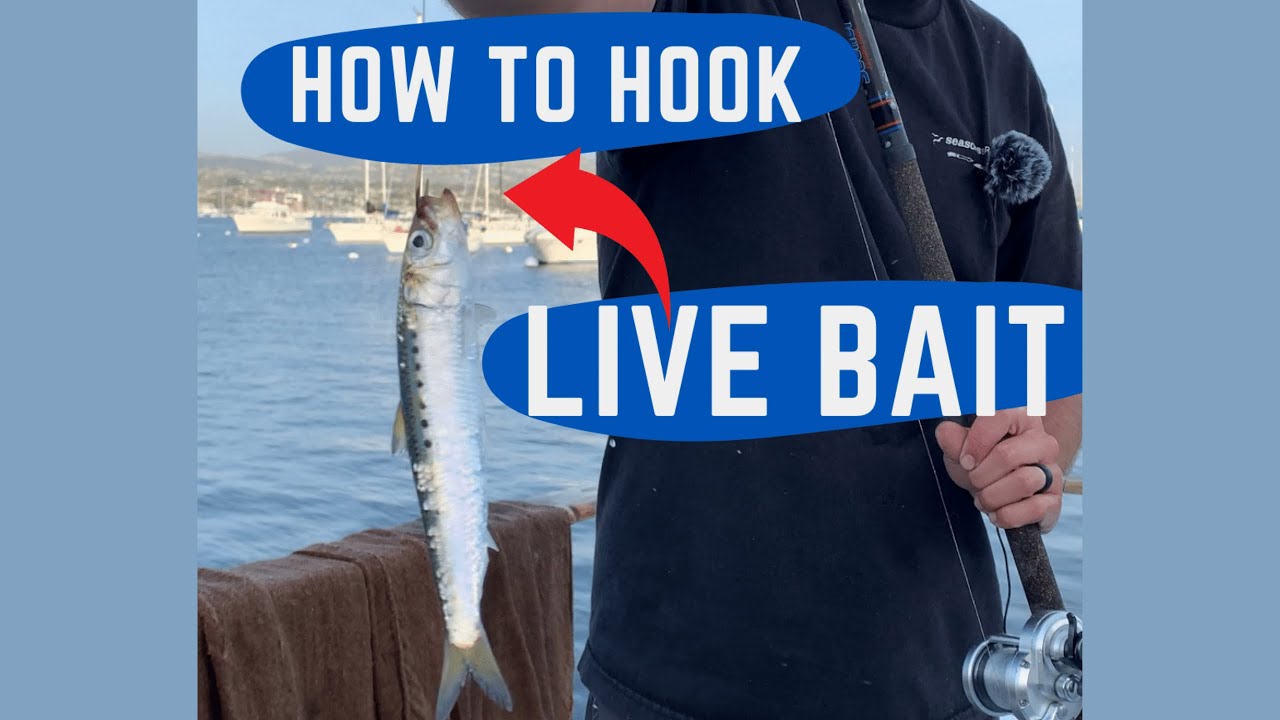 How To Hook And Fish With Live Bait | Live Bait Fishing Tips and Tricks ...