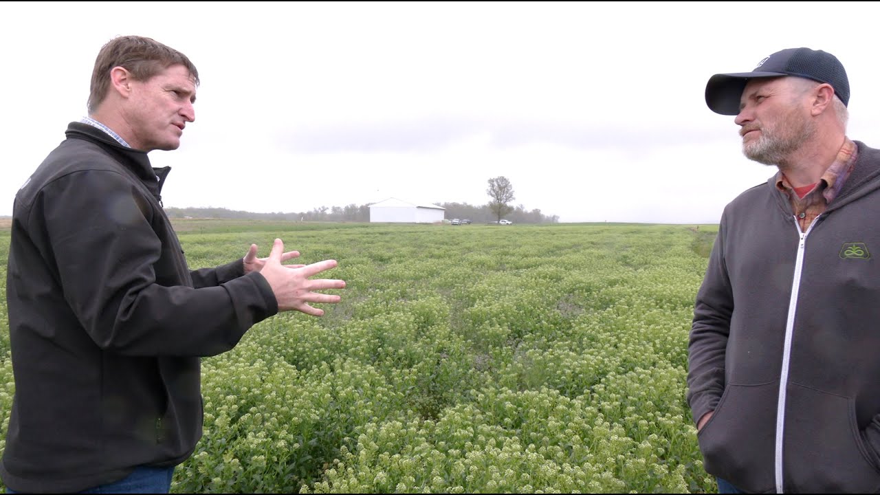 St. Louis Agtech Startup CoverCress Turns a Weed Into a Cash Crop for ...