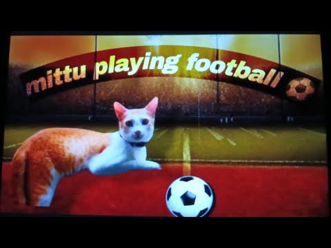 MITTU PLAYING FOOTBALL ⚽️ SUBSCRIBE FOR MORE INTERESTING VIDEOS ️ #cat ...