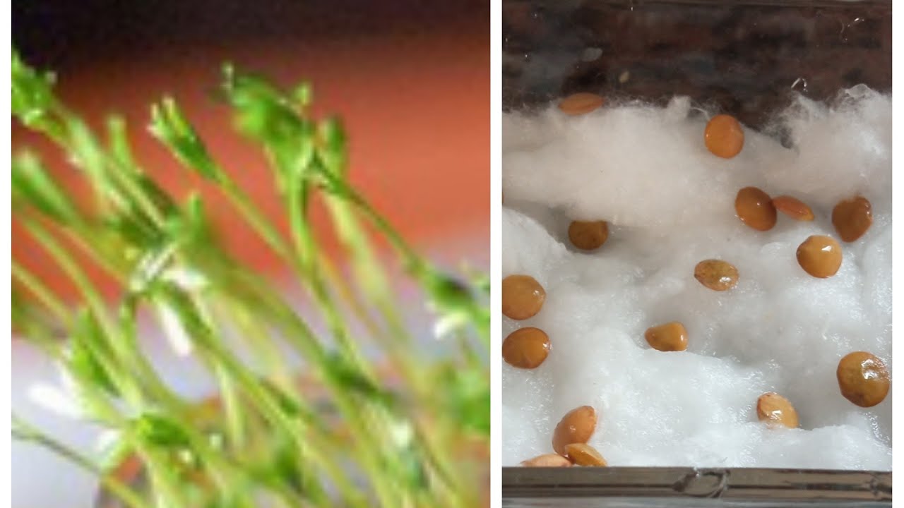 How to grow lentils with cotton كيف رح تكون نتيجة الزراعة بالقطن - YouTube