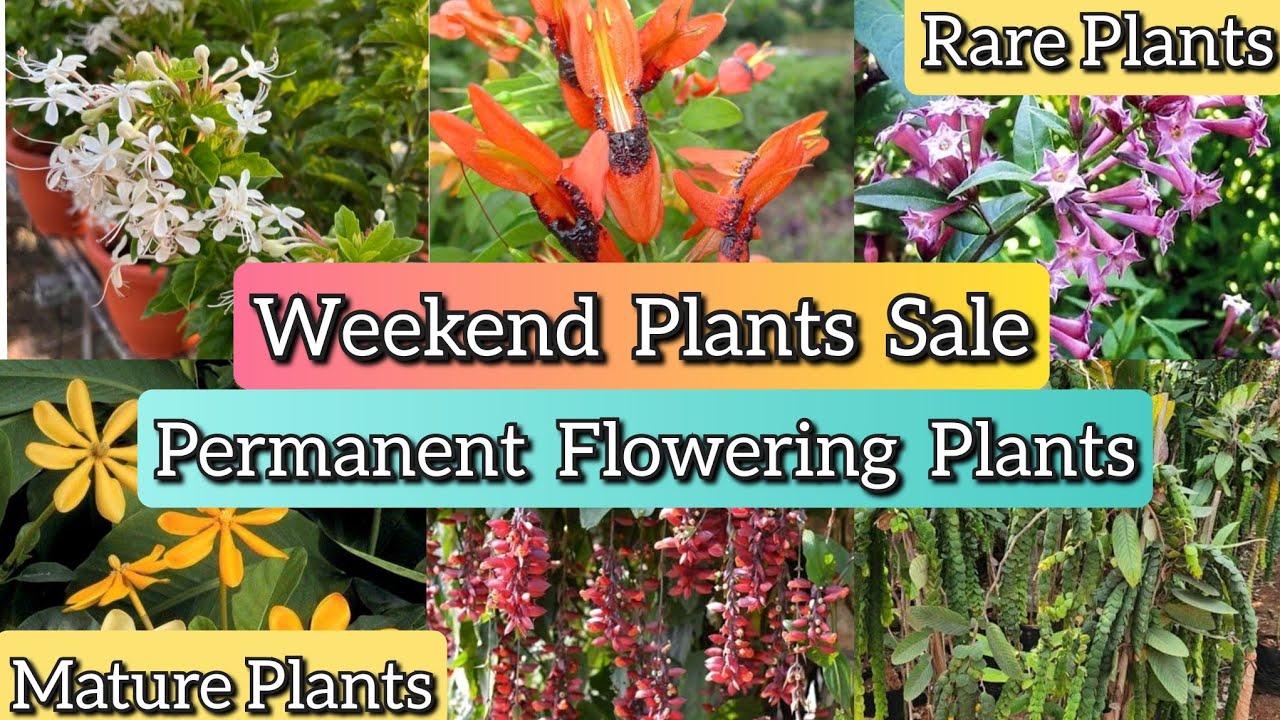 Weekend Plants Sale, Rare Permanent Plants, online plants nursery - YouTube