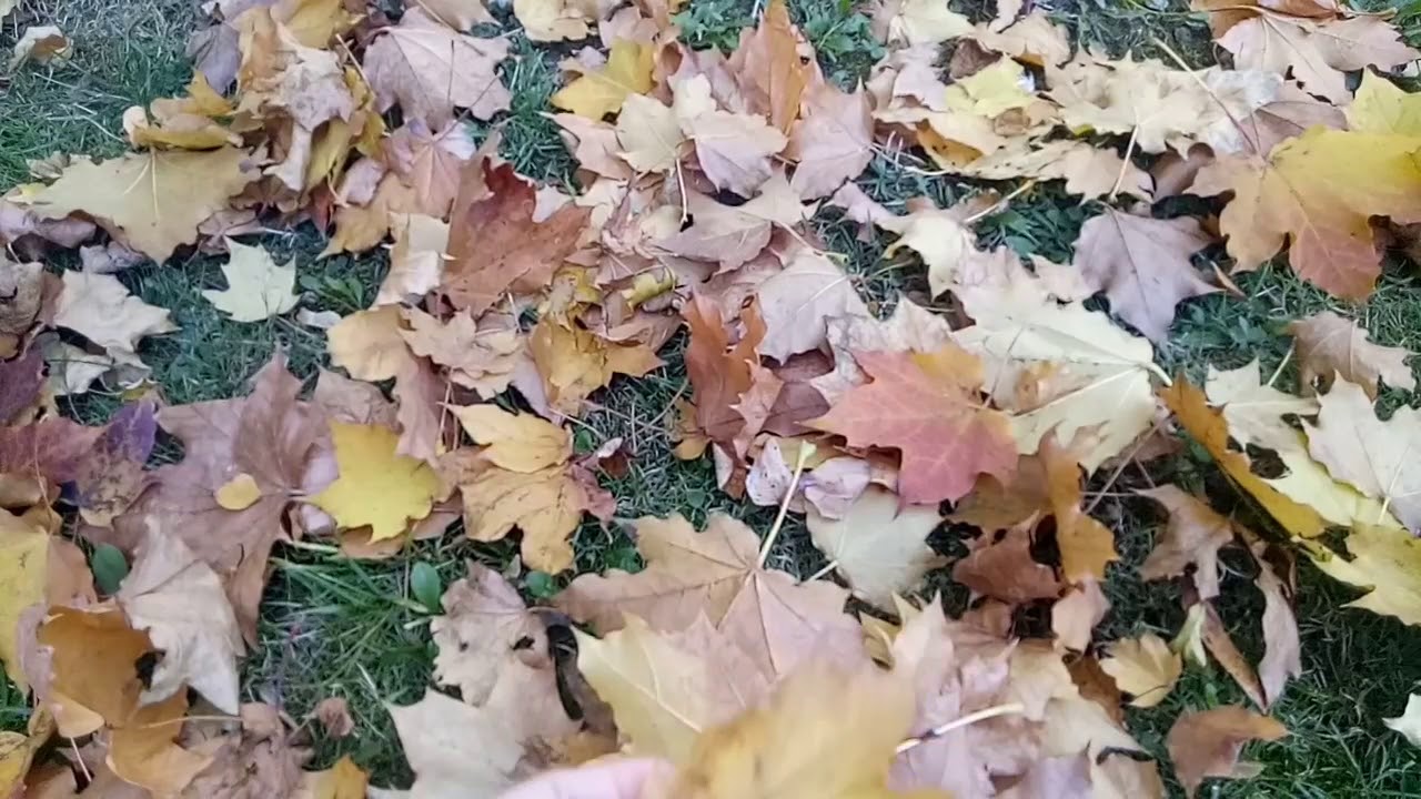Beautiful Autumn Leaves -Moscow Russia - YouTube