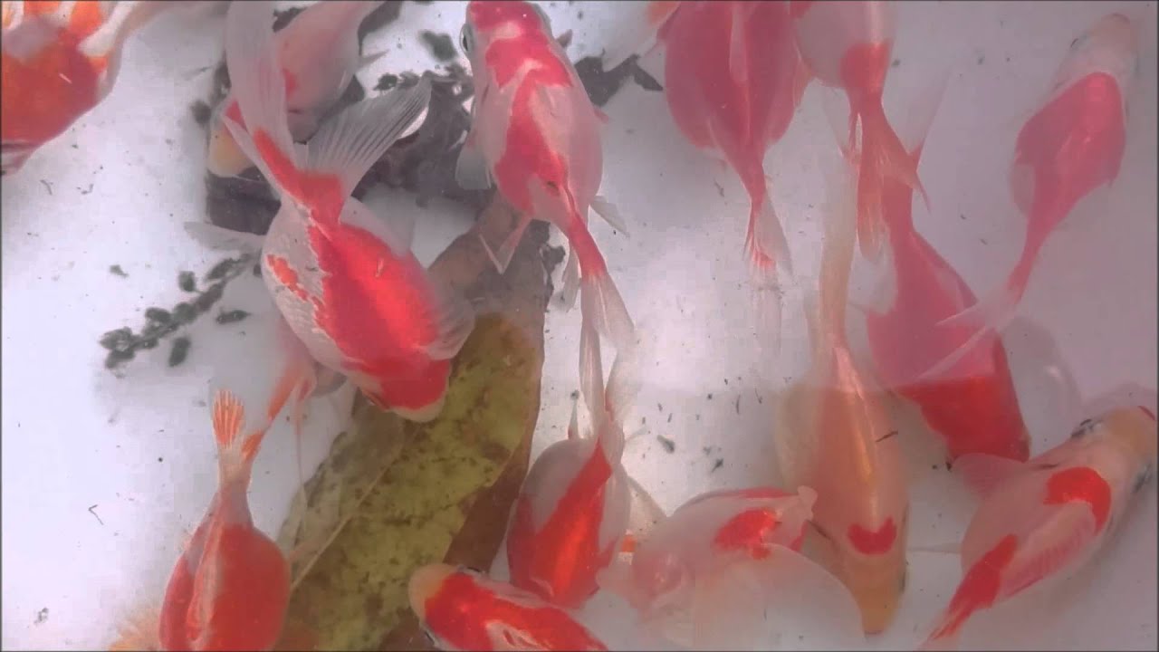 High Quality Sabao Goldfish Tosai - YouTube