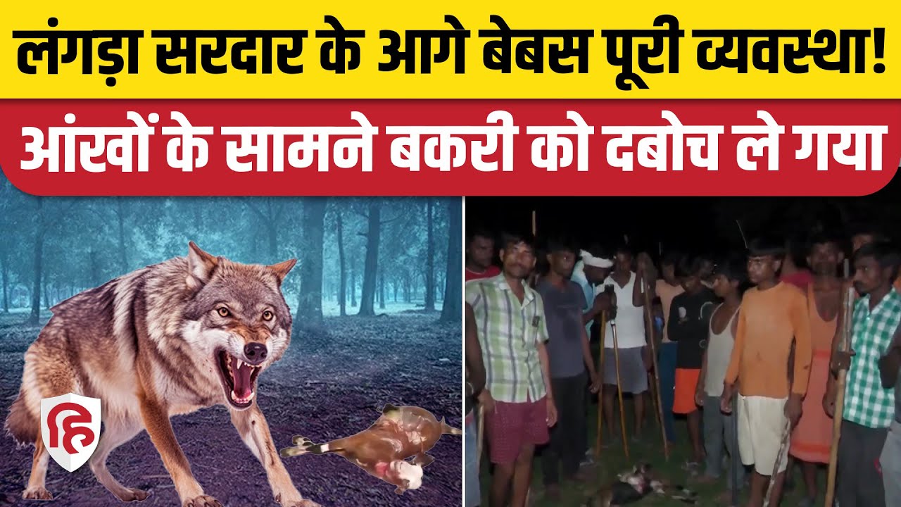 Bahraich Langda Bhediya News: लंगड़ा सरदार ने अब बकरी को बनाया निशाना ...