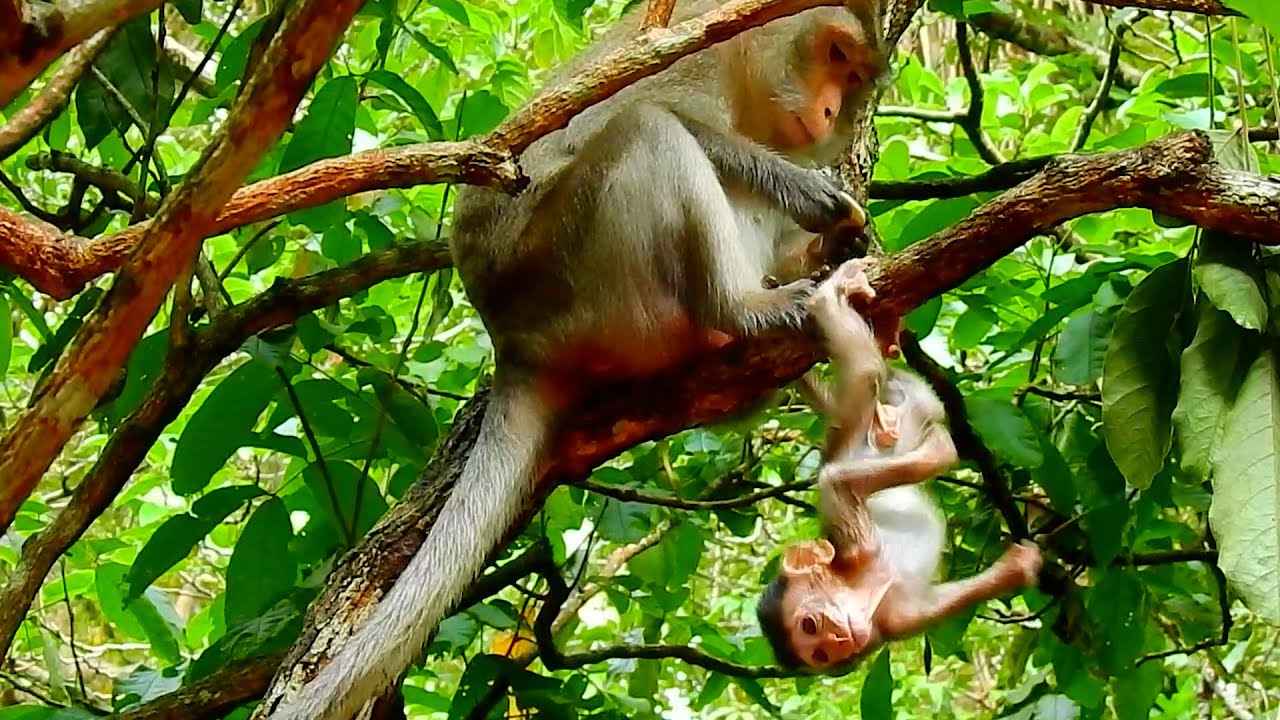 Baby Ara drops down on the tree - YouTube