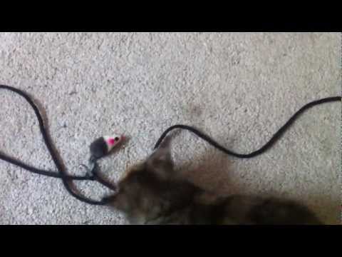 BajheeraCats - Samson's Prize! :D - Pwning Nublets :)