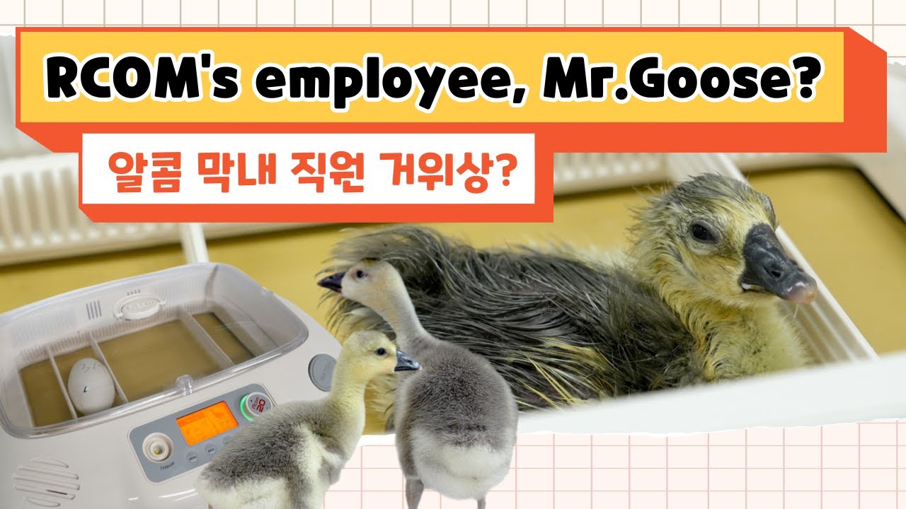 The youngest employee was born. (feat. Rcom incubator) - YouTube