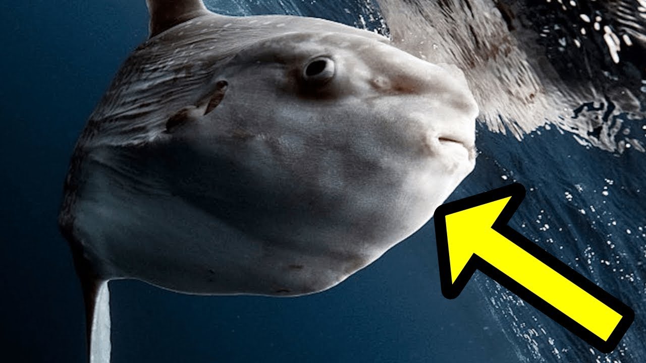 This Freakish Creature Appeared On A California Beach – And Left ...