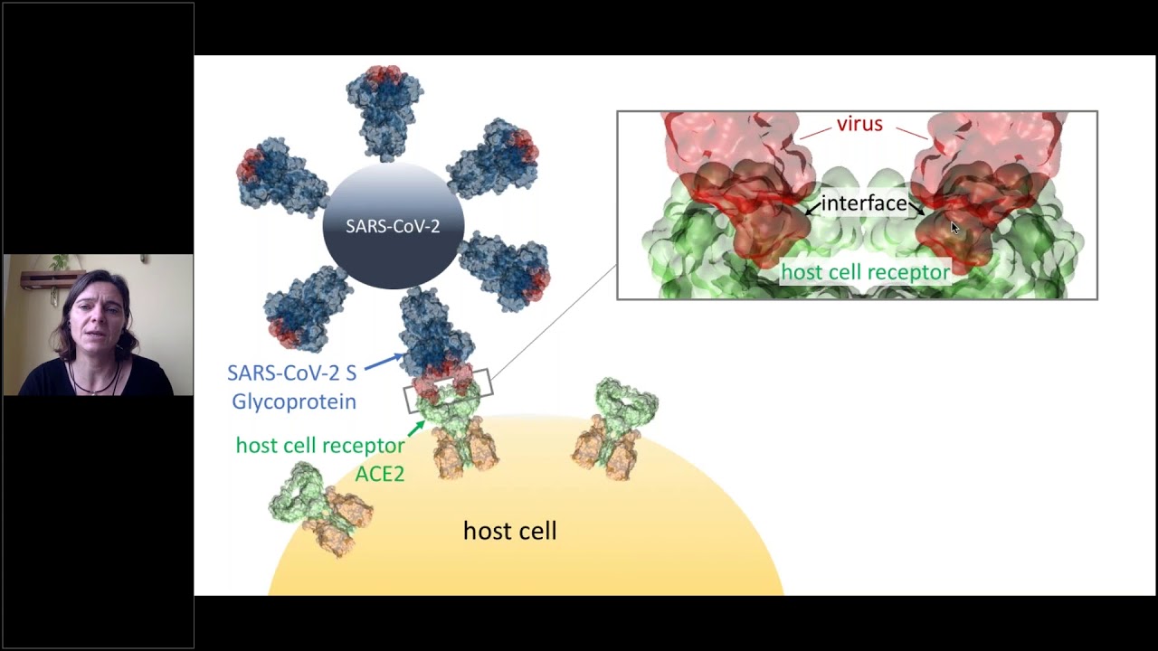 IMIM Seminars At Home IMIM Translational Research on COVID 19 - YouTube