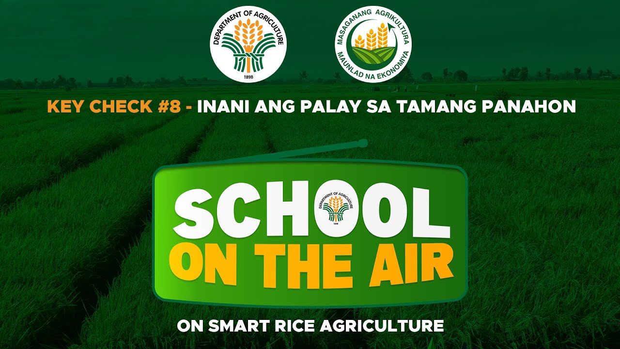 SOA on Smart Rice Agriculture Episode 8| Key Check 8: Inani ang palay ...