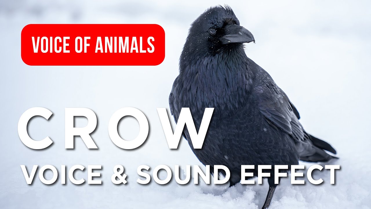 Crow Voice and Original Sound Effects for Kids | Learn About Crow #crow ...