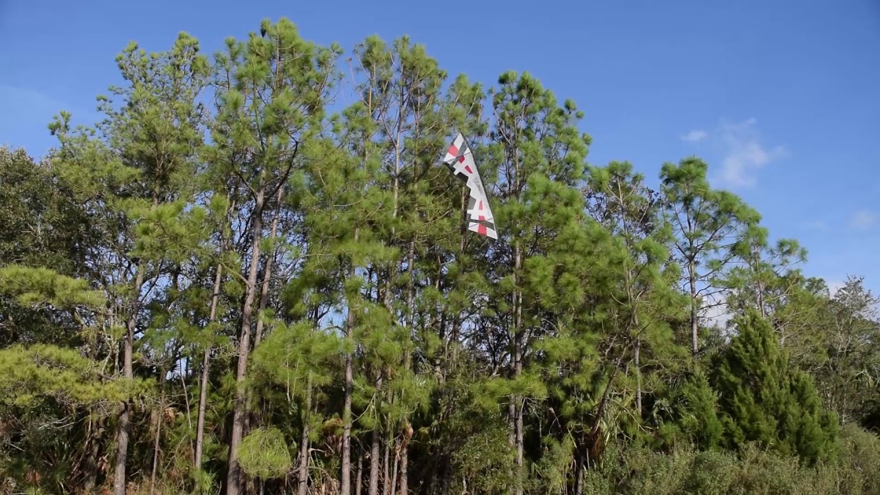 Kite eating tree loses today.... - YouTube