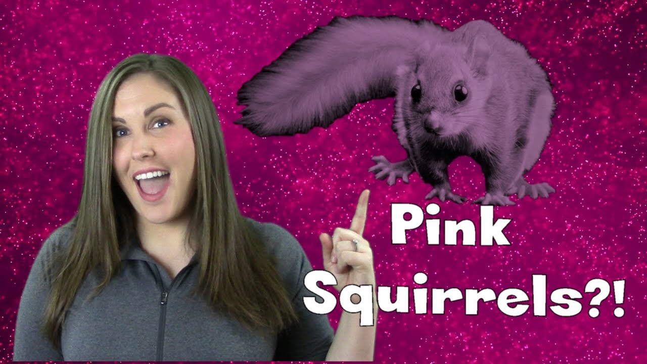 PINK SQUIRRELS?! - IT'S #TWISTEM! - YouTube