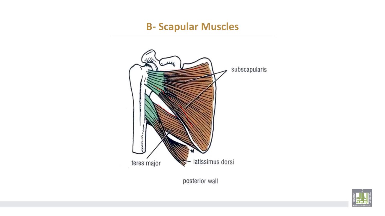 Muscles Of The Scapula