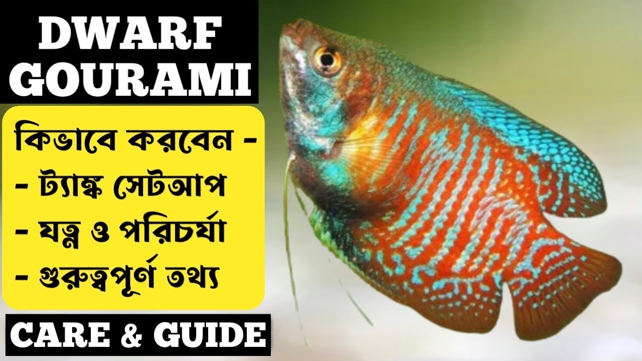 Dwarf Gourami (Kholisha) Fish Care Guide || Tank Setup, Water, Filter ...