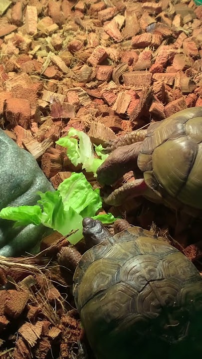 three toed box turtle eat lettuce, so crunchy - YouTube