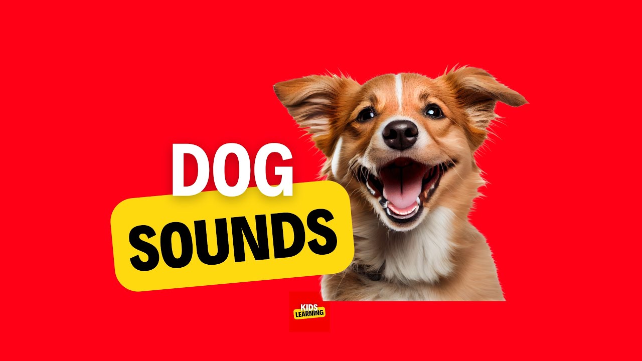 Dog Barking Sounds | Dog Sounds (See How Your Dog REACTS) - YouTube