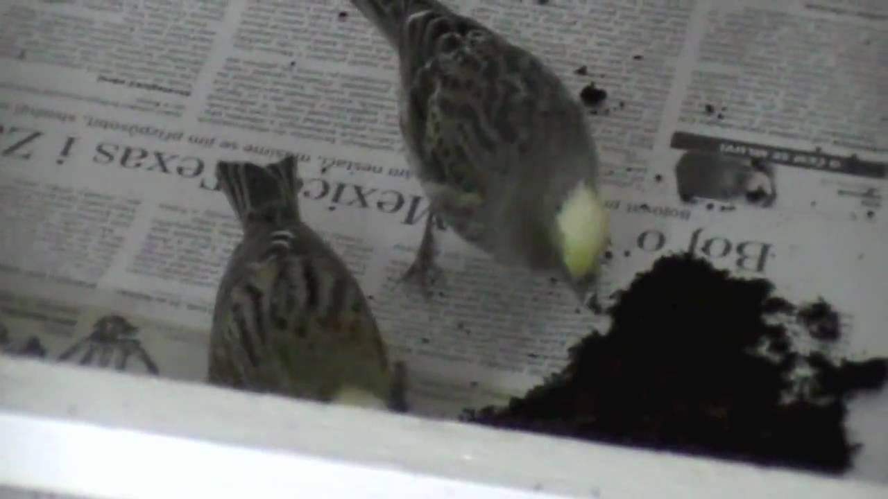 lizardi-2009.mov - YouTube