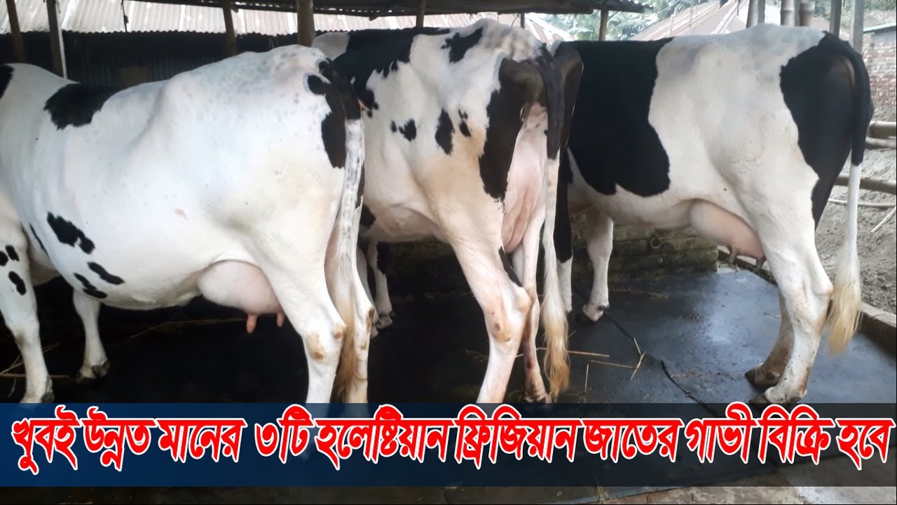 dairy farm in bangladesh 2020| High breed holstein friesian cow for ...