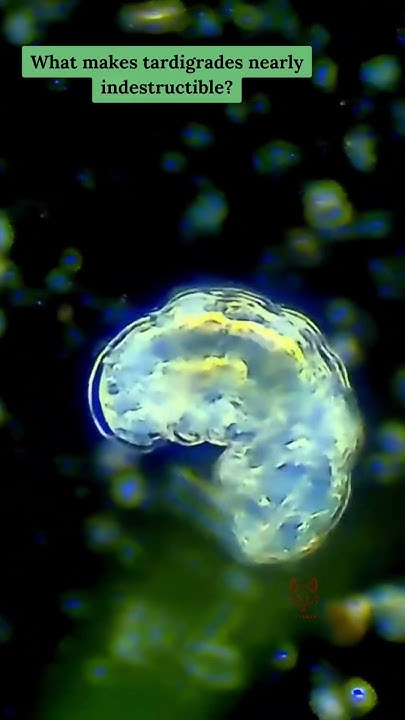What makes tardigrades nearly indestructible? - YouTube