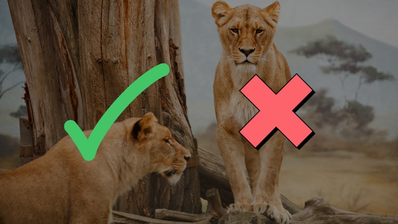 Surviving Wild Animal Attacks: Key Tips and Strategies - YouTube